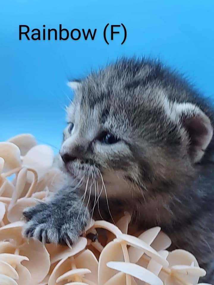 Available Pets - Adoptions - Aftlow Pet Rescue